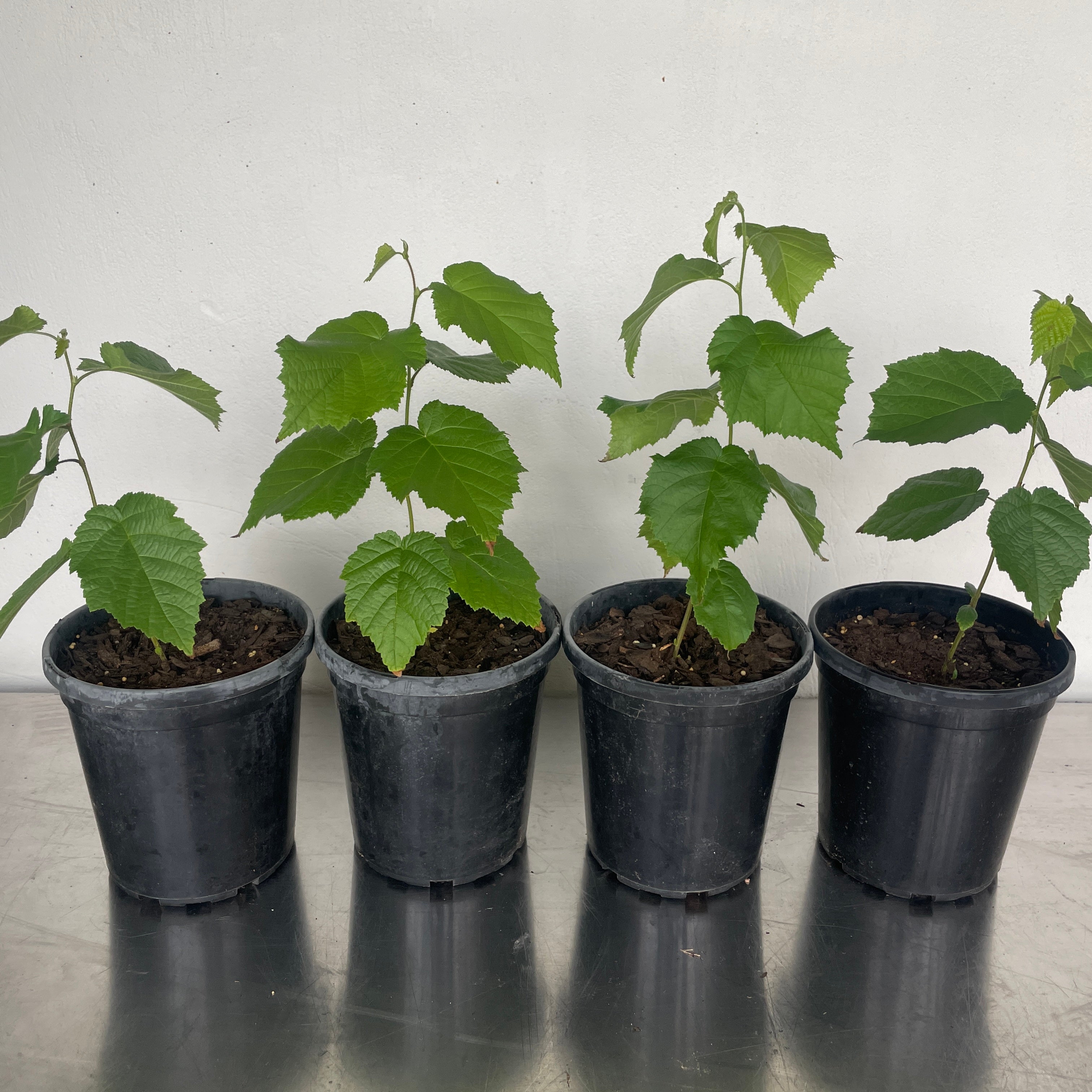 Potted Hybrid Hazel Seedling | Nine Hazels Farm