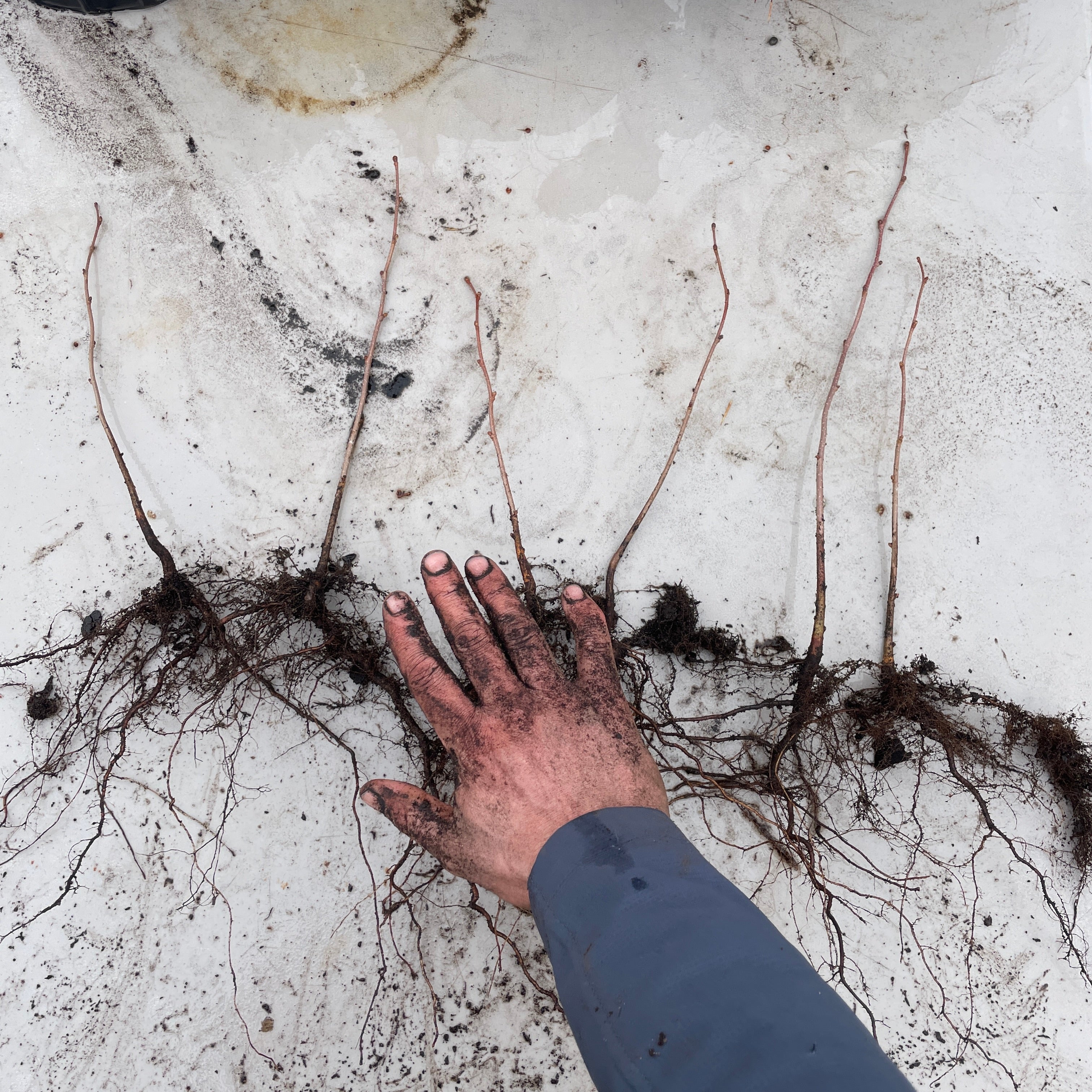 Bare Root Seedling | Nine Hazels Farm