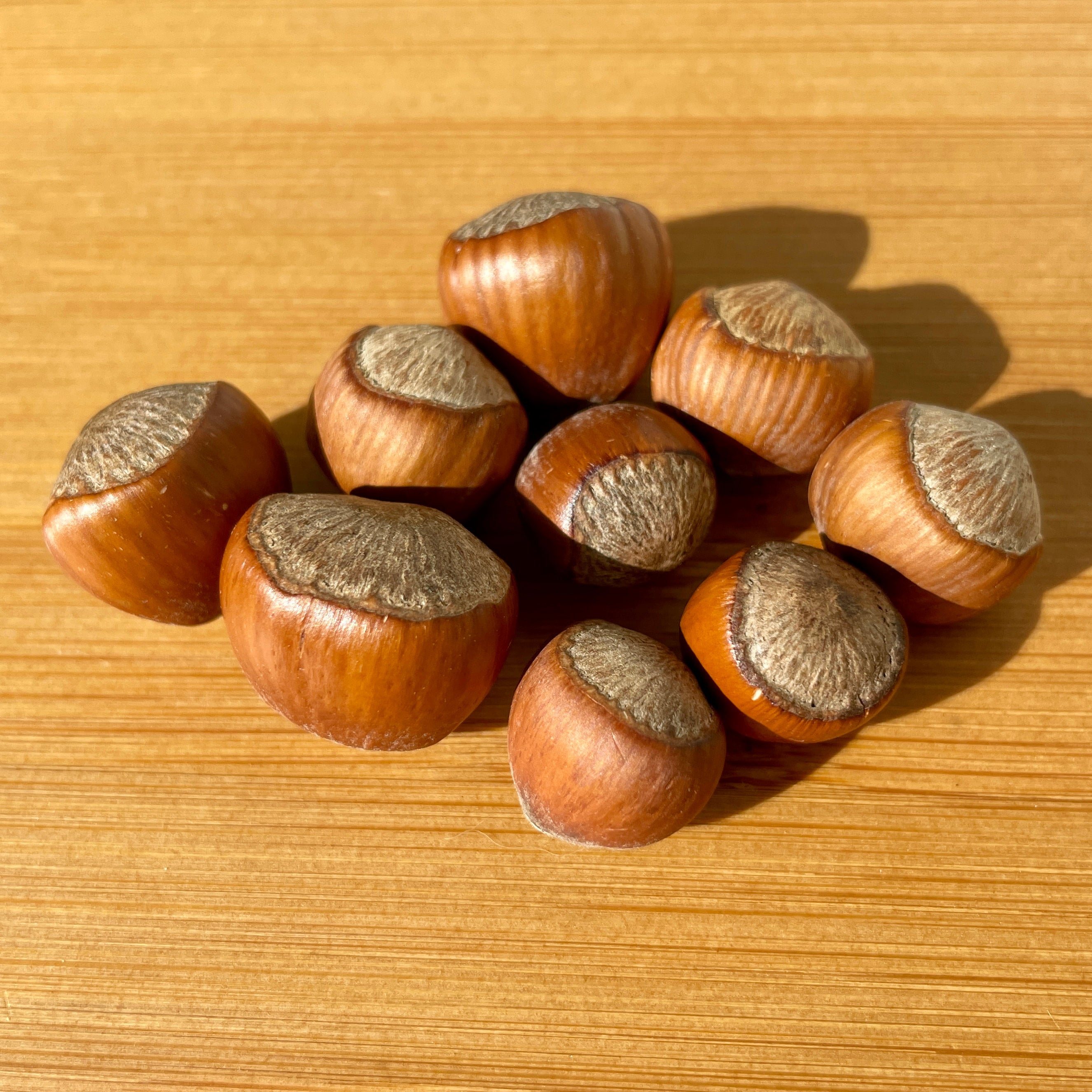 Hybrid Hazelnut Seed | Nine Hazels Farm