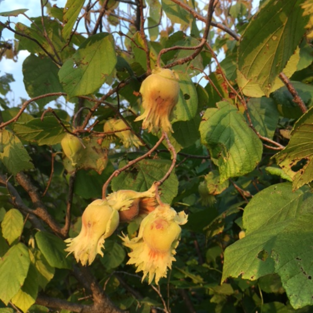 Hybrid Hazelnut Seed | Nine Hazels Farm